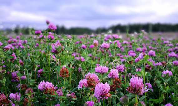 Jak wygląda koniczyna czerwona?