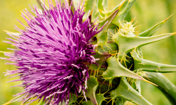 W jakiej postaci spożywać ostropest?